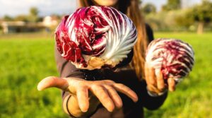 9 Delicious Radicchio Varieties You Can Grow