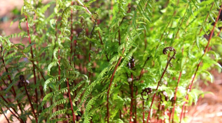 How to Plant, Grow, and Care for Lady Ferns
