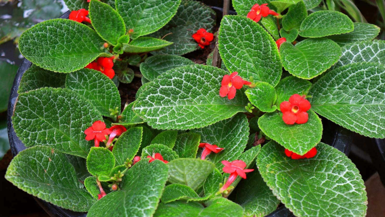 How to Plant, Grow, and Care for Flame Violets