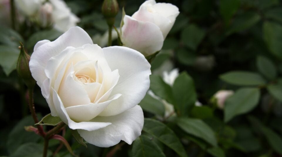 33 Beautiful Roses That Thrive in the Shade