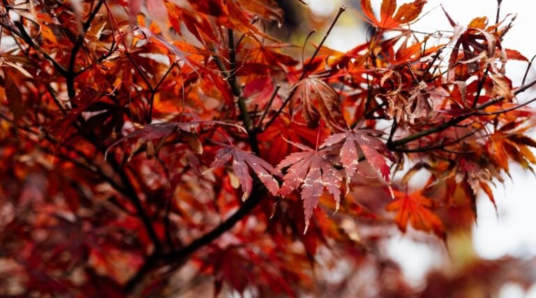 How to Plant, Grow, and Care for Japanese Maple Trees