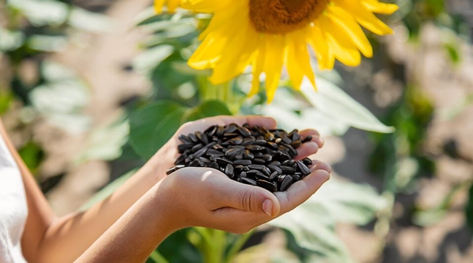 17 Plants Kids Love To Grow From Seed