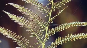 How to Plant, Grow, and Care for Lady Ferns