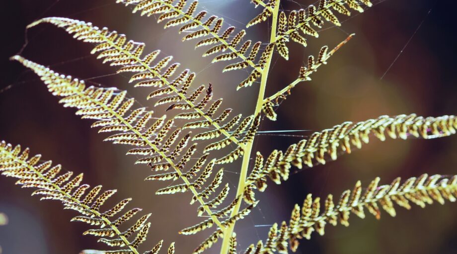 How to Plant, Grow, and Care for Lady Ferns