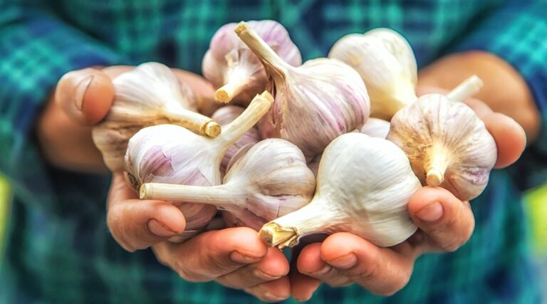 Is It Too Late to Plant Garlic? A Zone-by-Zone Guide