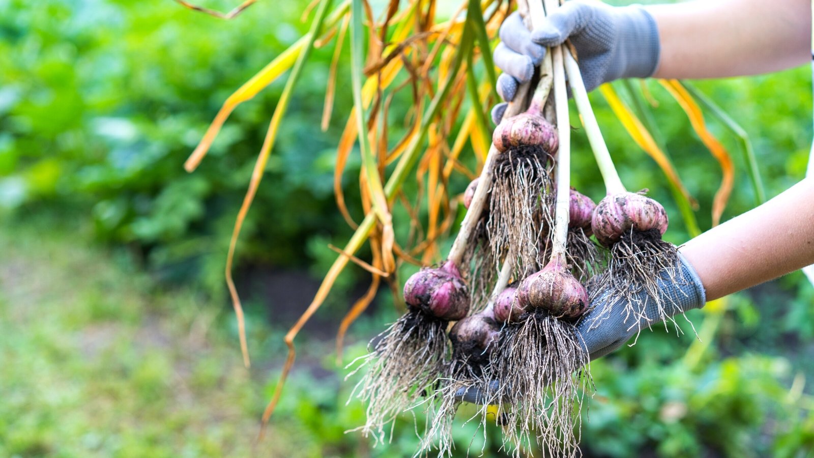 17 Crops to Plant in November