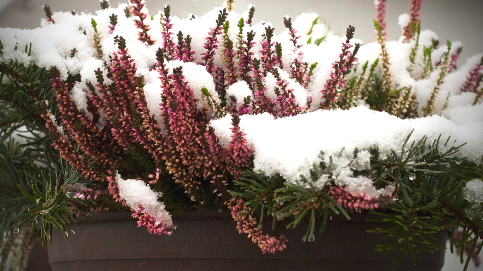 How to Overwinter Perennial Plants in Pots & Containers