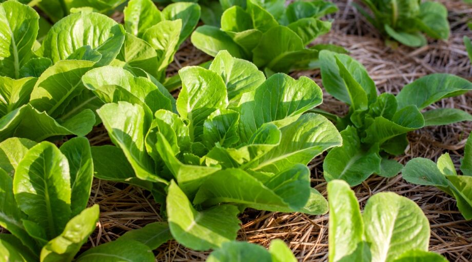How to Grow Delicious Lettuce From Seed in Your Home Garden