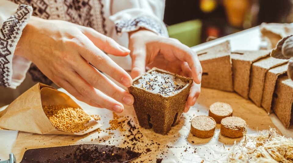 Cold Stratification for Seeds: How Does it Work?