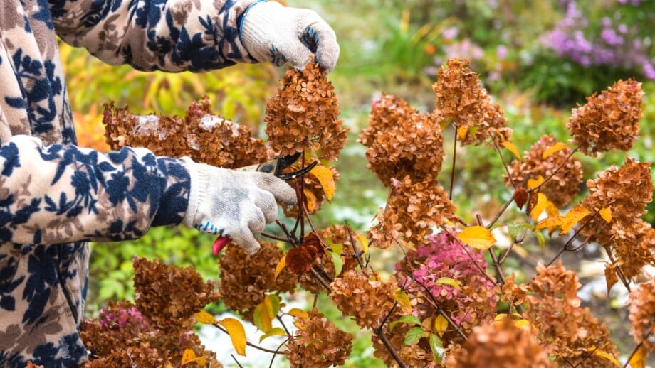 How to Plant, Grow, and Care For ‘Limelight’ Hydrangea Trees