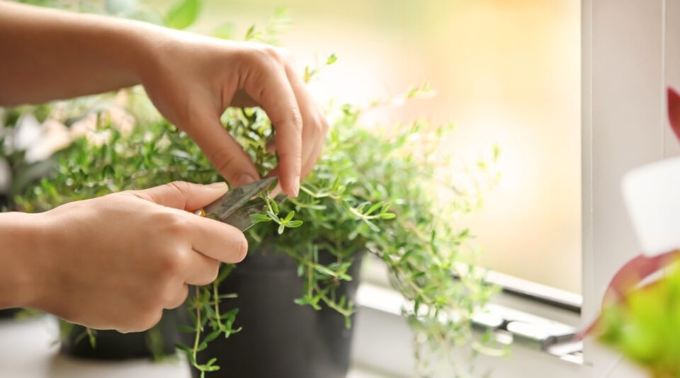 How to Create a Vertical Herb Garden in Your Kitchen