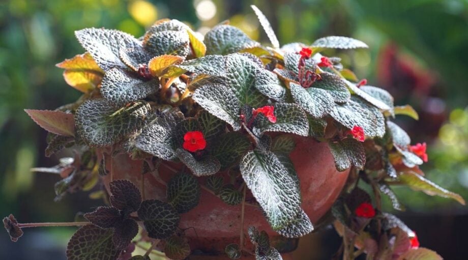 How to Plant, Grow, and Care for Flame Violets