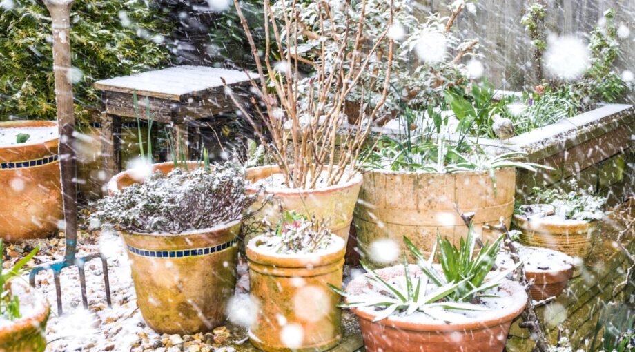 How to Overwinter Perennial Plants in Pots & Containers