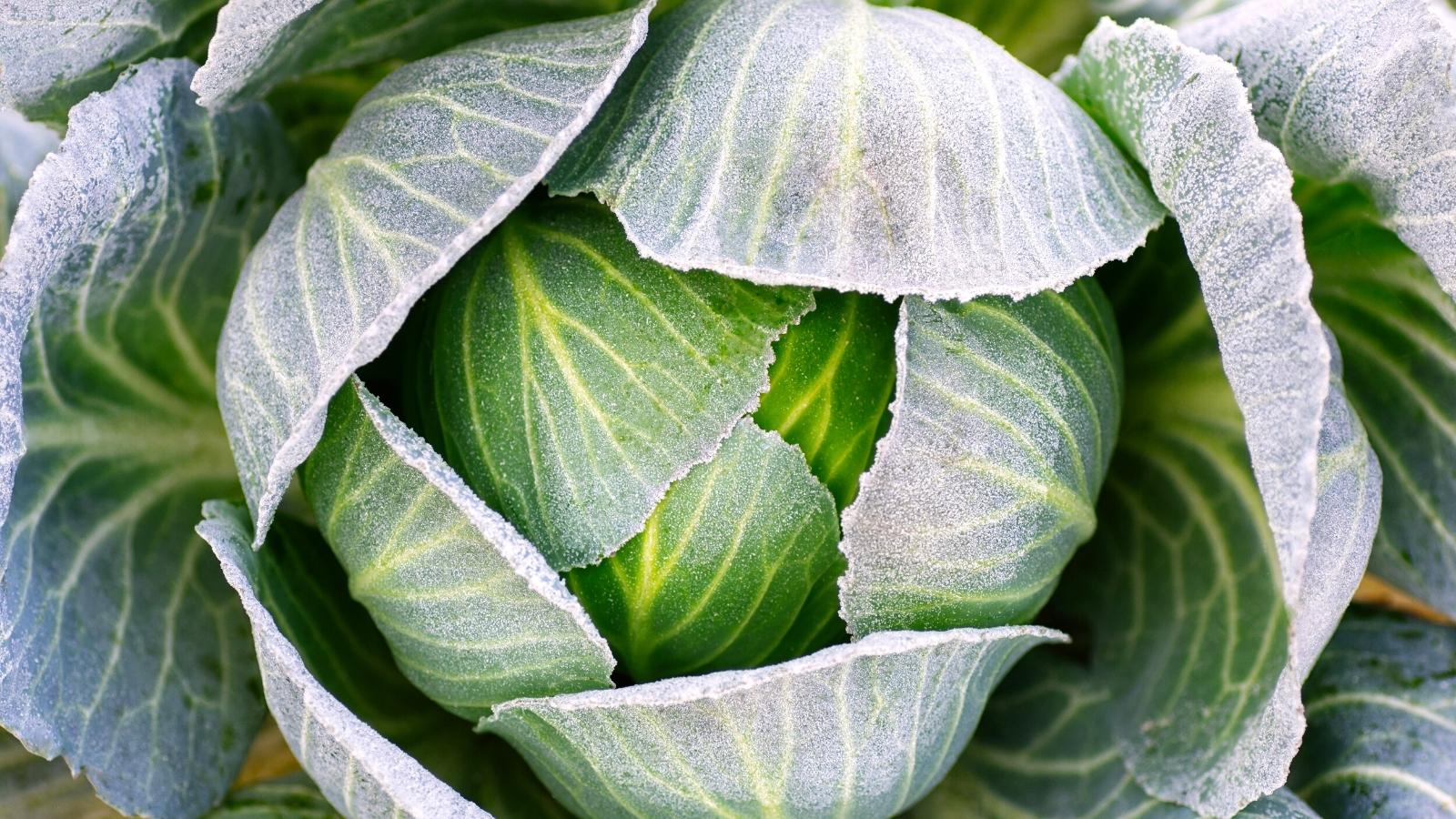 15 Cold-Season Vegetables That Get Sweeter After a Frost