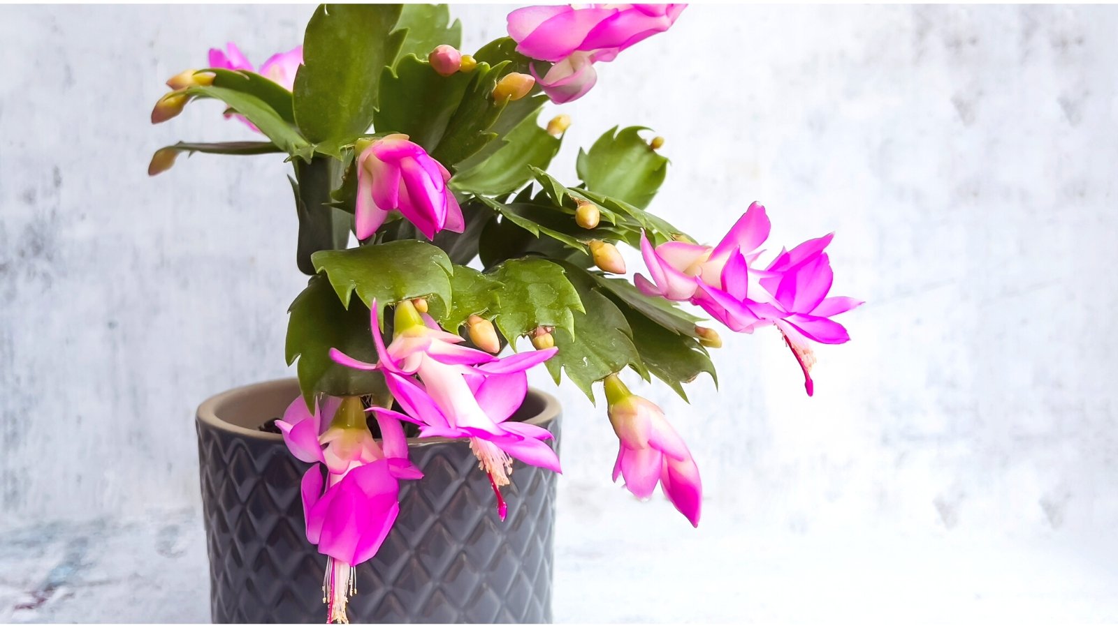 How to Plant, Grow, and Care for Thanksgiving Cactus