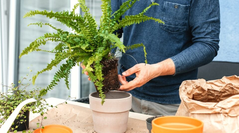 How to Plant, Grow, and Care for Lady Ferns
