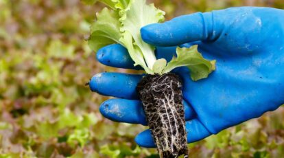 How to Grow Delicious Lettuce From Seed in Your Home Garden