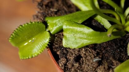 How to Plant, Grow, and Care for Venus Flytrap