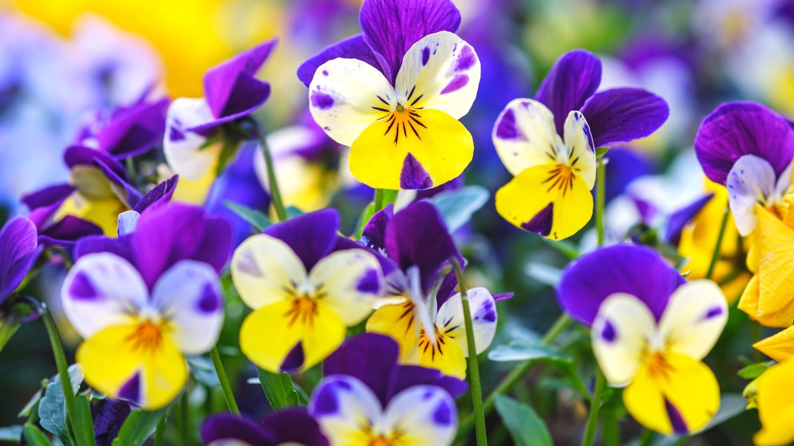 31 Cold-Hardy Viola Varieties For Your Garden