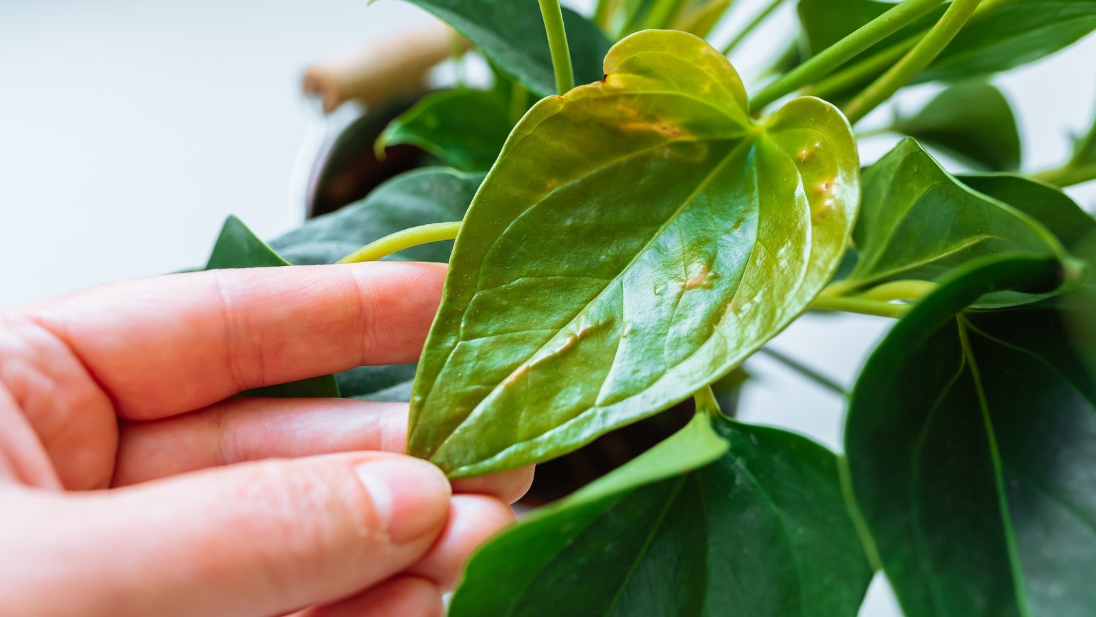 Household Plant Pests Identification