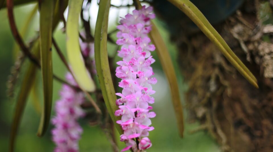 How to Grow and Care for Rhynchostylis Foxtail Orchids – Nature's Gateway