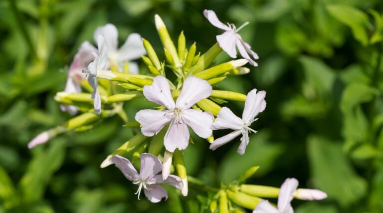 27 Best Early-Season Flowers for a Spring Cut-Flower Garden