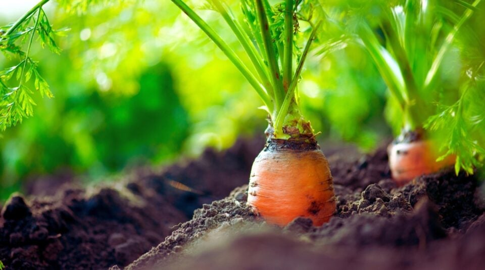 13 Winter Vegetables and Herbs That Grow in the Snow