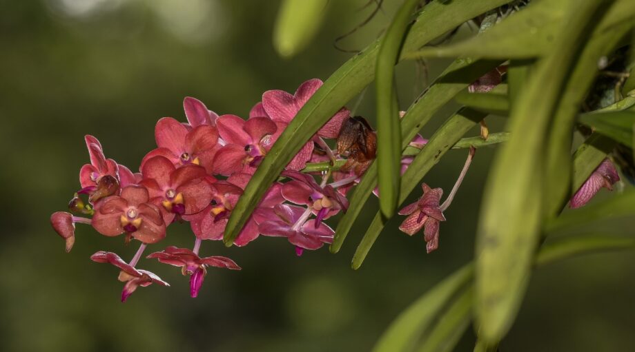 How to Grow and Care for Rhynchostylis Foxtail Orchids
