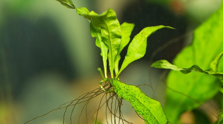 How to Plant, Grow, and Care For Sword Ferns