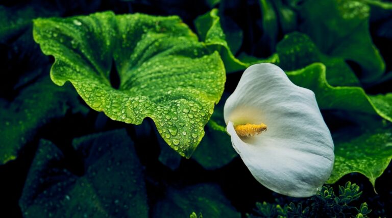 How to Plant, Grow, and Care for Calla Lilies