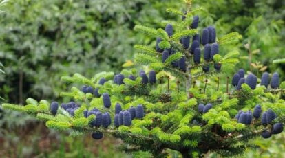19 Best Types of Live Christmas Trees for Your Home