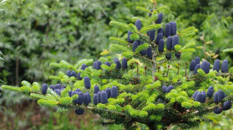19 Best Types of Live Christmas Trees for Your Home