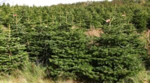 19 Best Types of Live Christmas Trees for Your Home