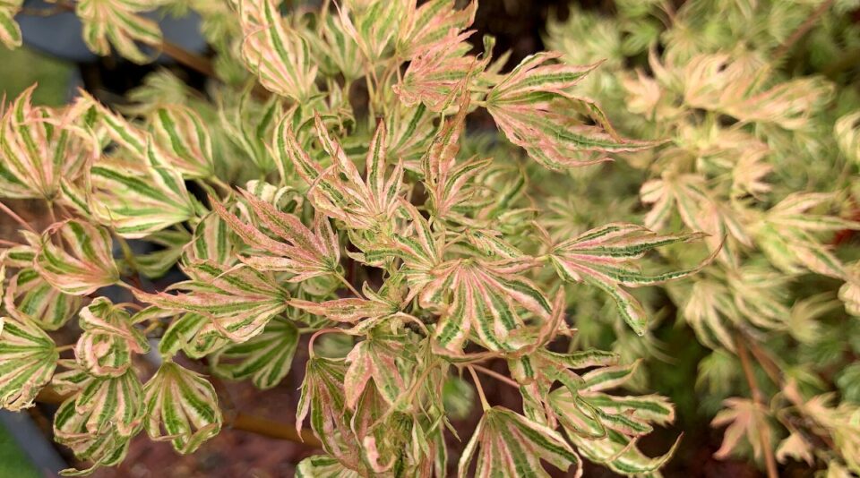 27 Japanese Maple Varieties with Stunning Foliage