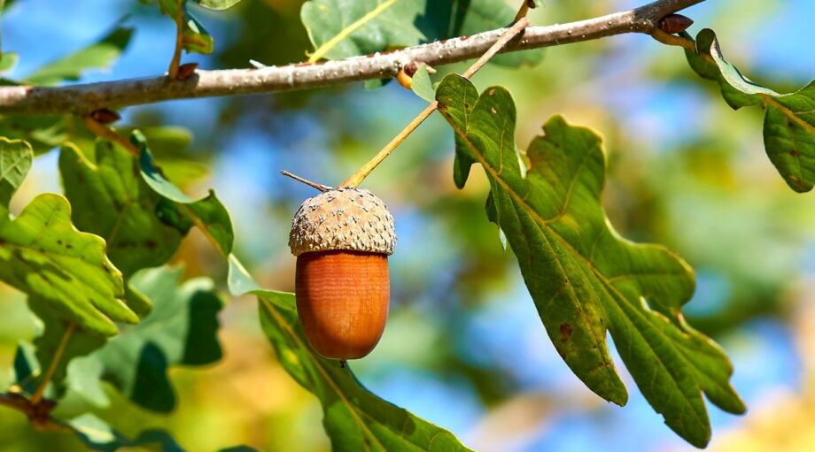 How to Plant, Grow, and Care for Oak Trees