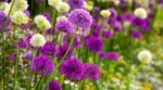 27 Best Early-Season Flowers for a Spring Cut-Flower Garden