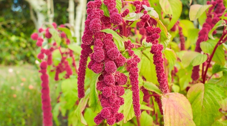 35 Best Flowers to Grow in A Cutting Garden for Beautiful Bouquets