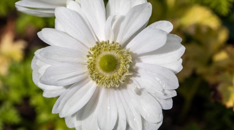 27 Best Early-Season Flowers for a Spring Cut-Flower Garden