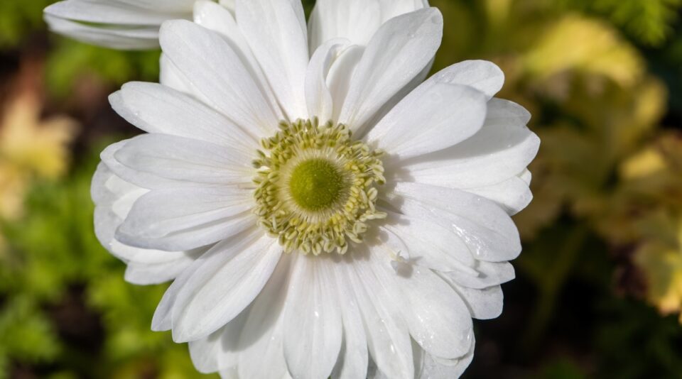 27 Best Early-Season Flowers for a Spring Cut-Flower Garden