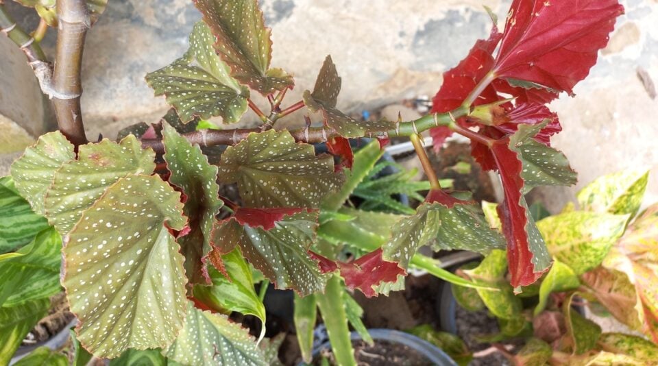 How to Plant, Grow, and Care for Angel Wing Begonias – Nature's Gateway