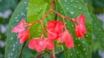 How to Plant, Grow, and Care for Angel Wing Begonias