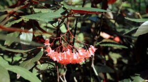 How to Plant, Grow, and Care for Angel Wing Begonias