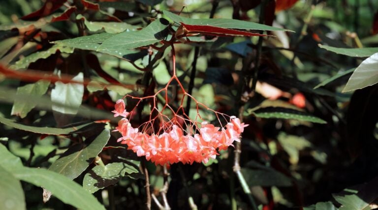 How to Plant, Grow, and Care for Angel Wing Begonias