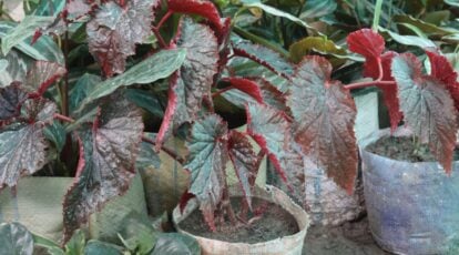 How to Plant, Grow, and Care for Angel Wing Begonias