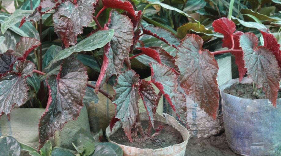 How to Plant, Grow, and Care for Angel Wing Begonias