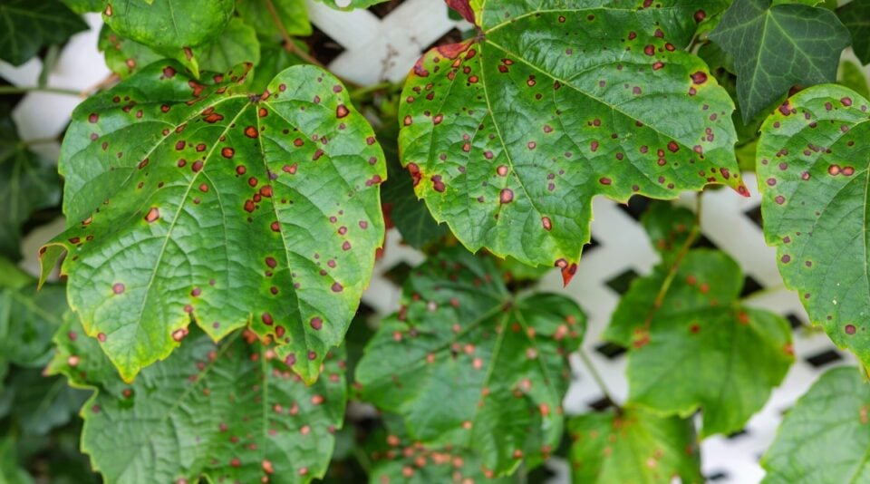 How to Treat 13 Common Garden Fungal Diseases
