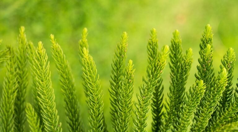 How to Plant, Grow, and Care for Norfolk Pine
