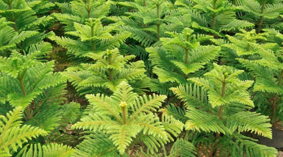 How to Plant, Grow, and Care for Norfolk Pine