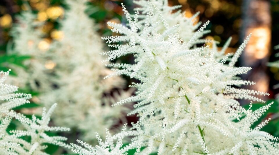 How to Plant, Grow, and Care for Goatsbeard