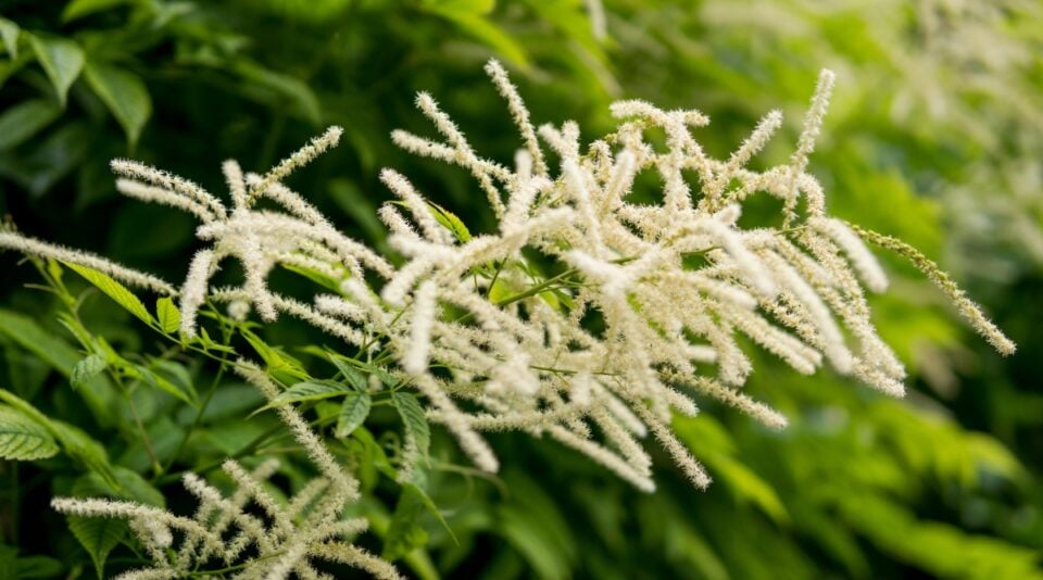 How to Plant, Grow, and Care for Goatsbeard